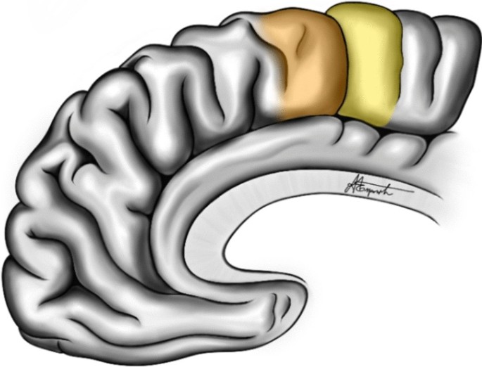 Functional frontal lobectomy in the surgical treatment of ...