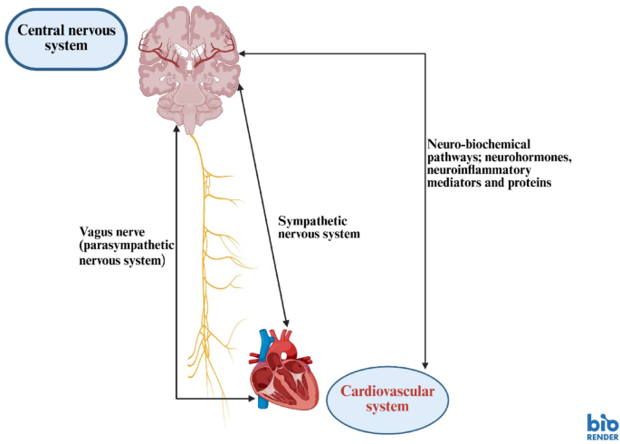 The brain and heart-axis in neurodegeneration and cardiovascular ...