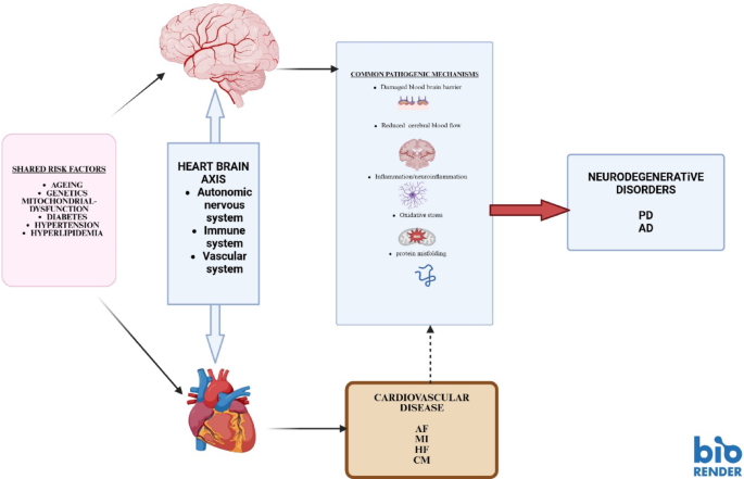 The brain and heart-axis in neurodegeneration and cardiovascular ...