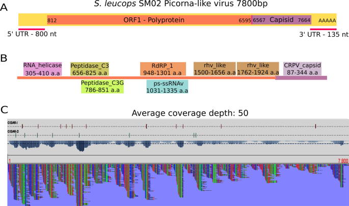 A novel picorna-like virus in the flatworm Stenostomum leucops (Catenulida) | Archives of Virology