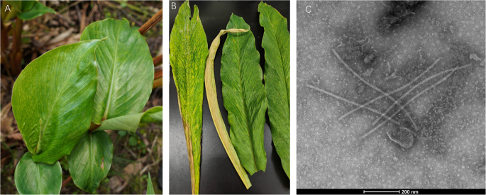 Complete genome sequence of tsaoko stripe mosaic virus, a novel ...