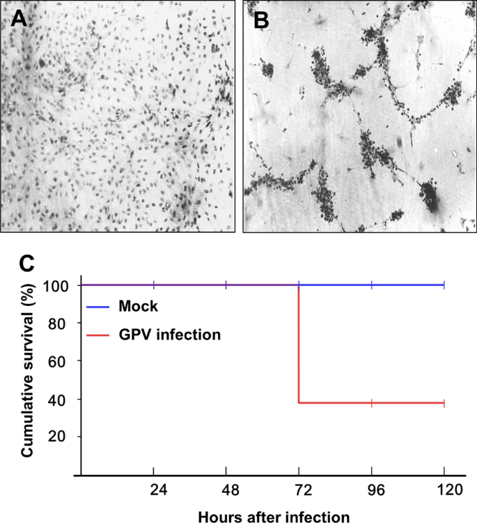 Molecular and ultrastructural characteristics of virulent and ...