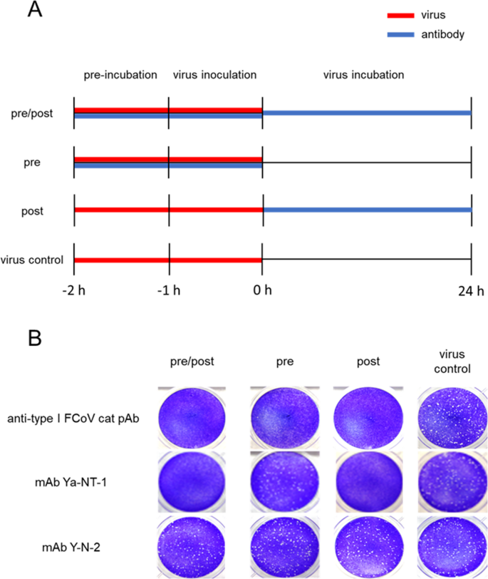 Characterization of a neutralizing monoclonal antibody against type I ...
