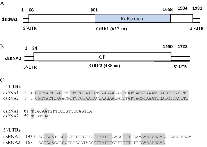 Complete genome sequence of a novel partitivirus identified in ...