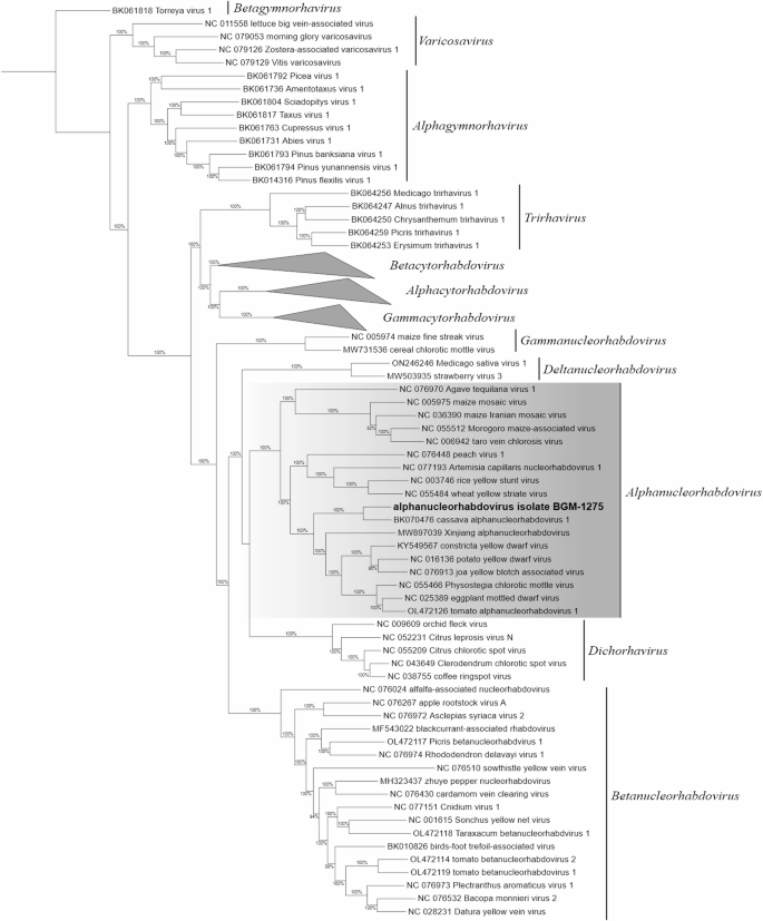 Complete genome sequence of a novel alphanucleorhabdovirus infecting ...