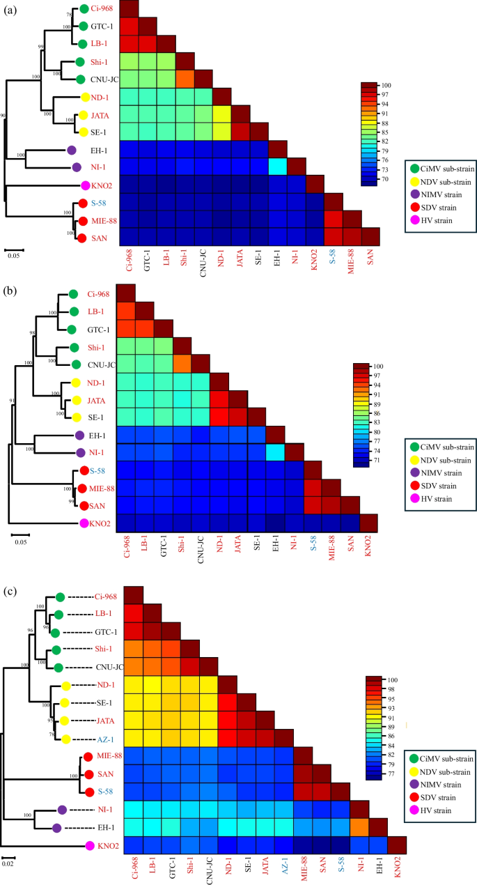 Complete nucleotide sequences of nine isolates of satsuma dwarf virus ...