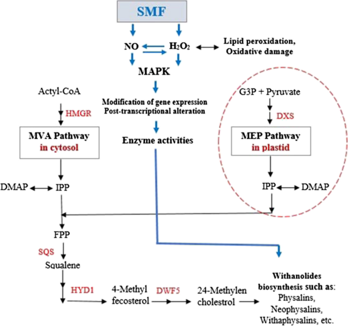 Establishment of Physalis alkekengi cell suspension culture: time ...