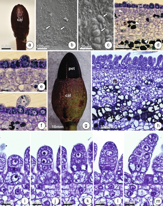 Development and functioning of the floral nectary in Pseudobombax ...