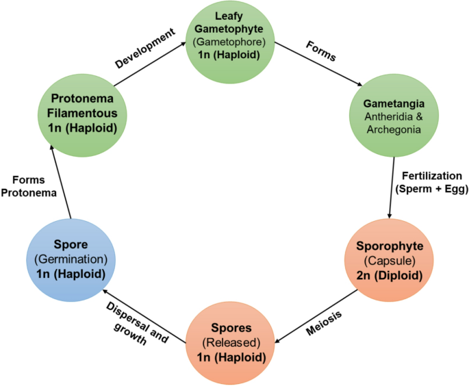 Physcomitrium patens: an emerging model for autophagy study | Protoplasma