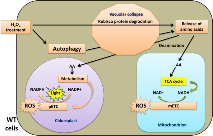 Physcomitrium patens: an emerging model for autophagy study | Protoplasma