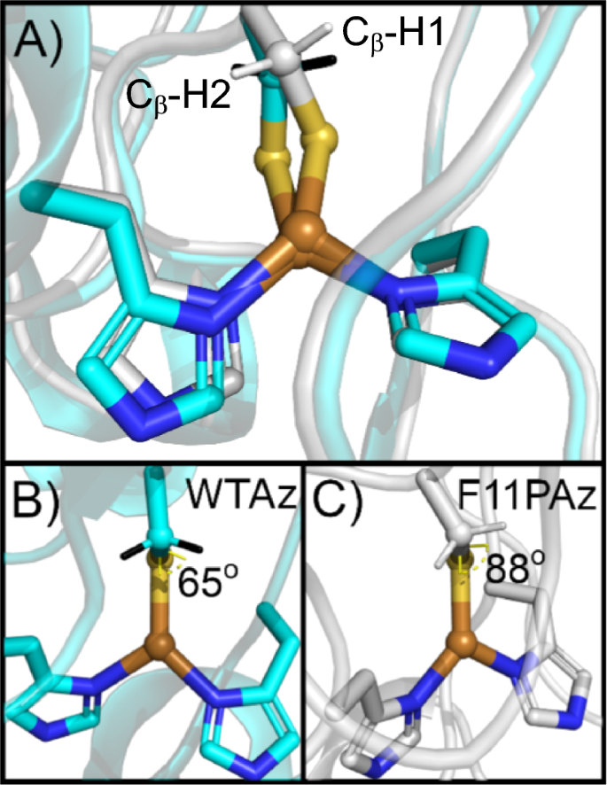1H HYSCORE Studies of Second Sphere Variants of the Type 1 Copper Site ...