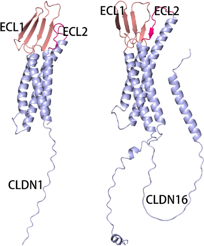 Exploring claudin proteins: from sequence motifs to their impact on ...