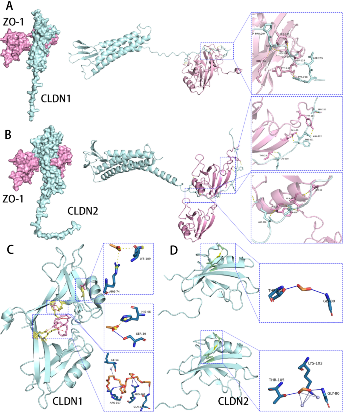 Exploring claudin proteins: from sequence motifs to their impact on ...