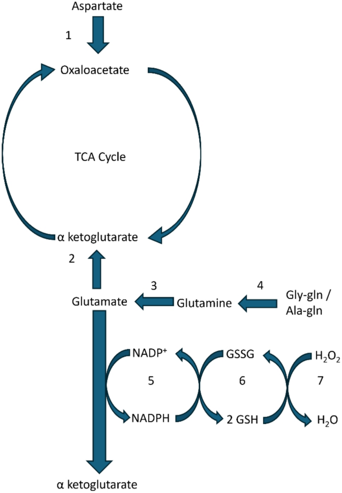Myocardial protection by acidic amino acids and natural dipeptides ...
