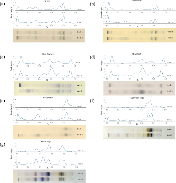 The impact of spontaneous fermentation on phenolic and antioxidant ...