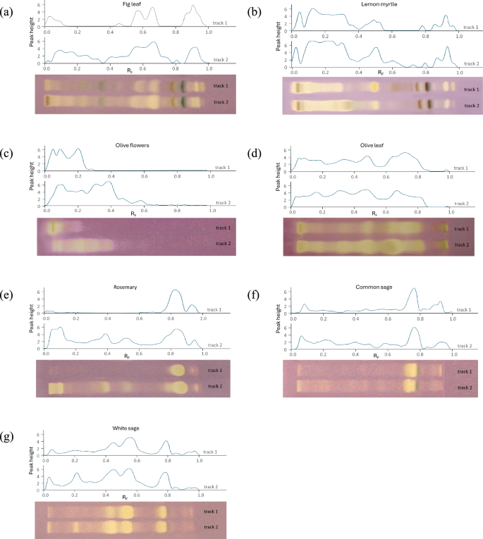 The impact of spontaneous fermentation on phenolic and antioxidant ...