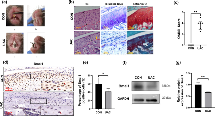 Deletion of Bmal1 in aggrecan-expressing cells leads to mouse ...