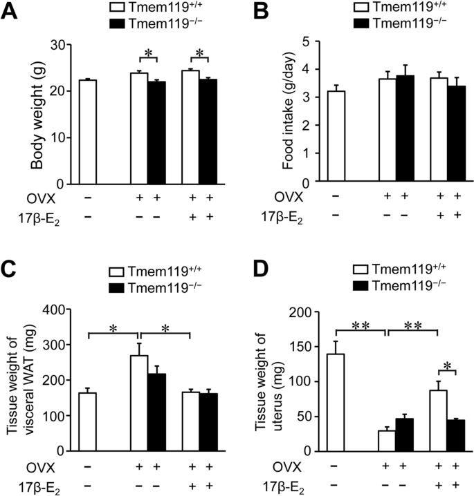 The role of Tmem119 in the estrogen action on bone in mice | Journal of ...