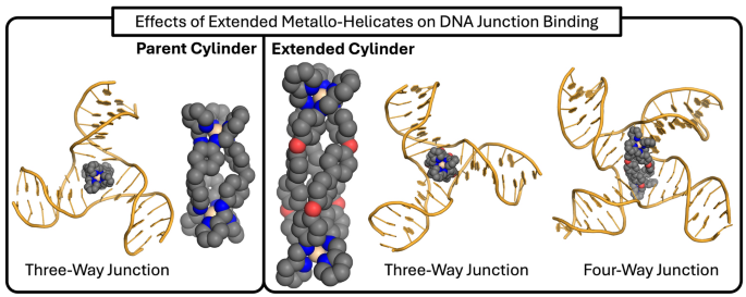 Interactions of elongated dinuclear metallo-cylinders with DNA three ...