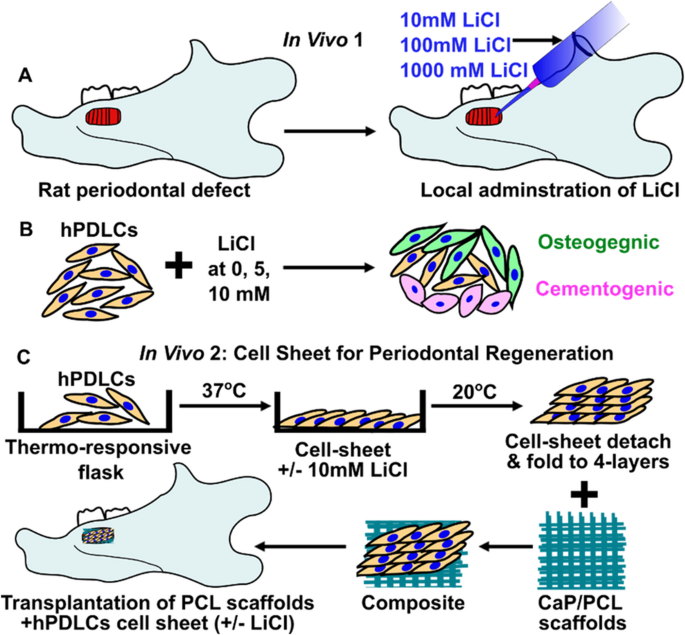 Bioengineered mPCL scaffolds with LiCl-stimulated hPDLCs cell sheets ...
