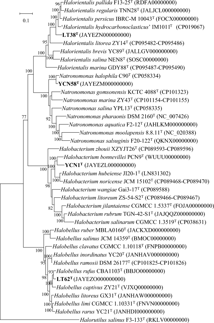Halobacterium yunchengense sp. nov., Natronomonas amylolytica sp. nov ...