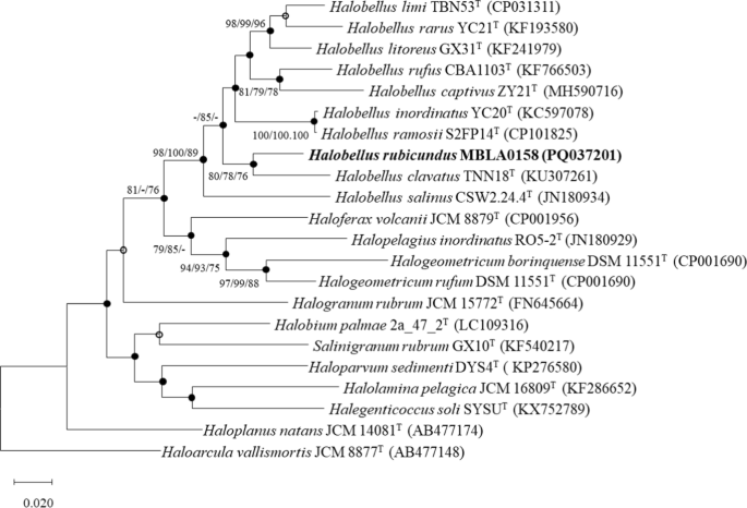 Genome-based classification of Halobellus rubicundus sp. nov., a novel ...