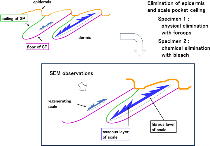Three-dimensional visualization of calcification during scale ...