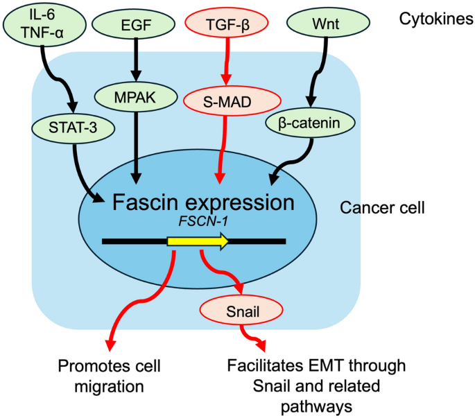 Fascin-1 expression is associated with EMT and recurrence in thymic ...