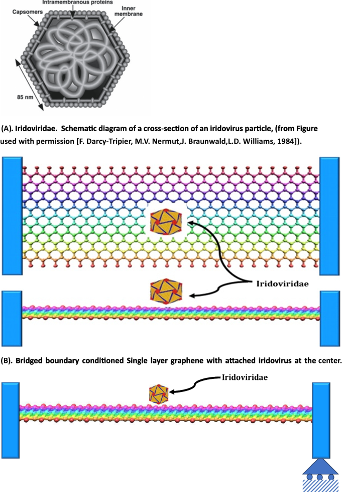 Bionanosensor utilizing single-layer graphene for the detection of ...