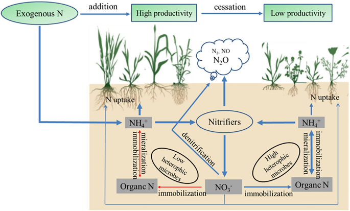 Legacy Effects of Long-Term Nitrogen Addition Sustain Elevated Nitrification Seven Years After ...