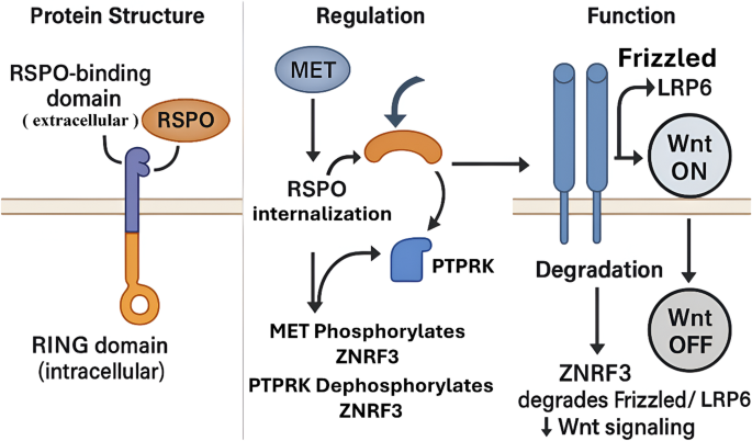 ZNRF3 in neurodevelopmental disorders: insights into Wnt signaling and ...
