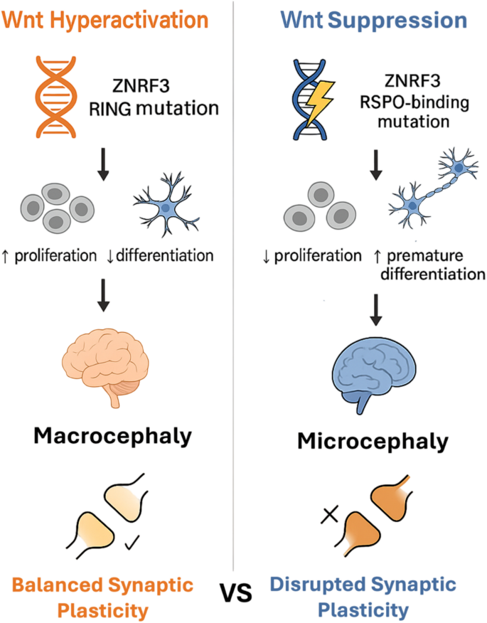 ZNRF3 in neurodevelopmental disorders: insights into Wnt signaling and ...