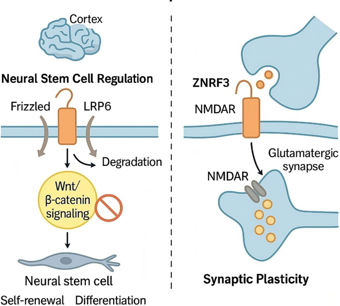 ZNRF3 in neurodevelopmental disorders: insights into Wnt signaling and ...