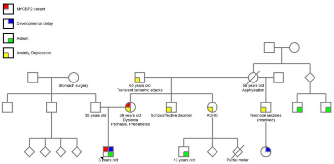 First report of an inherited MYCBP2 neurodevelopmental disorder: review ...