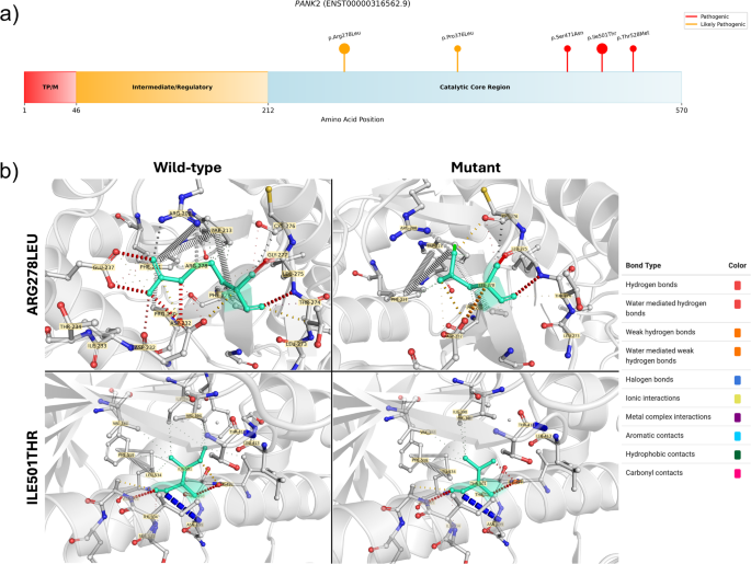 Missense variants in PKAN: insights from a multi-patient genetic ...