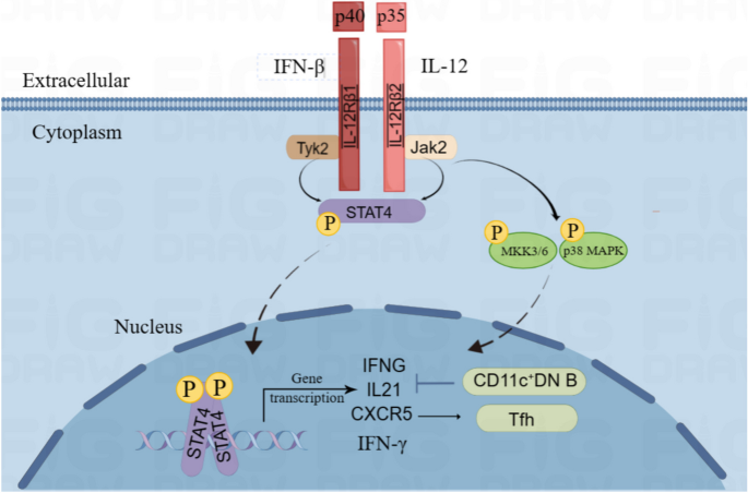 Genetic polymorphisms in genes involved in the type I interferon system ...
