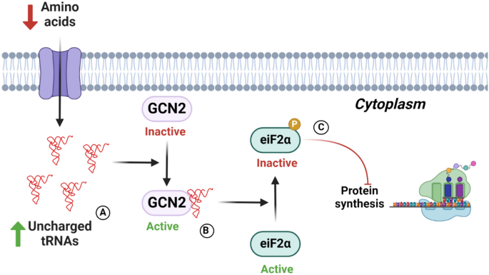 Plant-based proteins: clinical and technological importance | Food ...