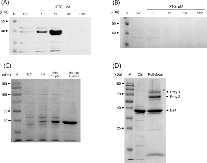 Identification, characterization, and anti-inflammatory activity of a ...