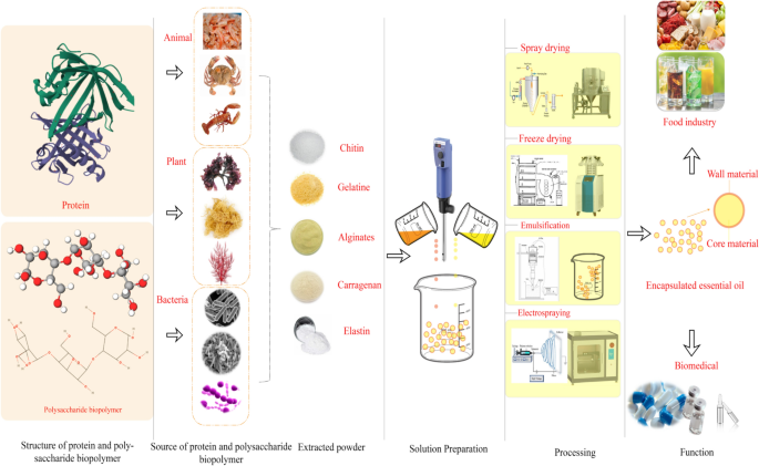 Encapsulated essential oils in protein-polysaccharide biopolymers ...