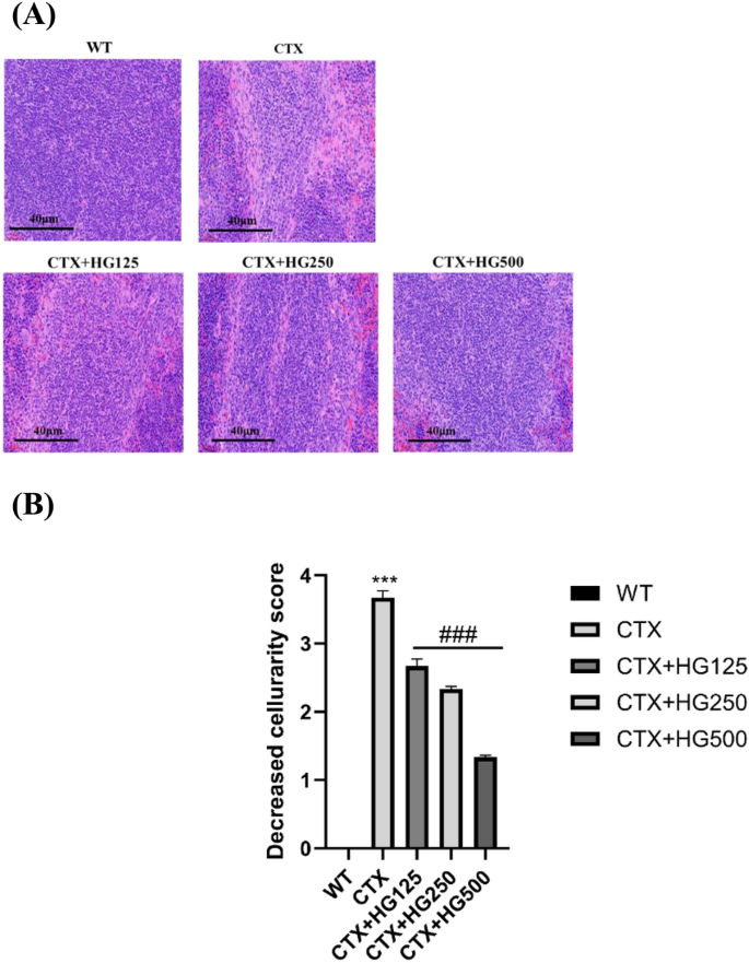 Efficacy of a standardized extract (HemoHIM G) from Angelica sinensis ...