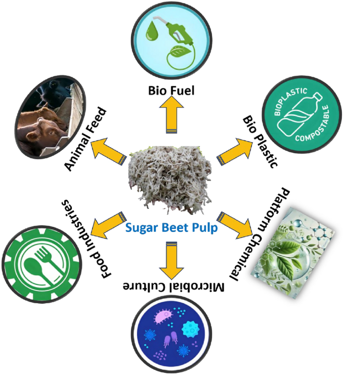 Revolutionizing pectin extraction from sugar beet pulp: a critical ...