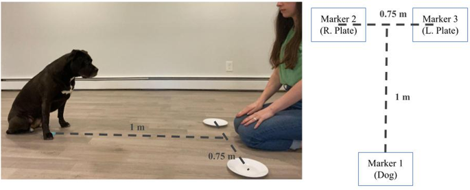 Synchronous citizen science with dogs | Animal Cognition