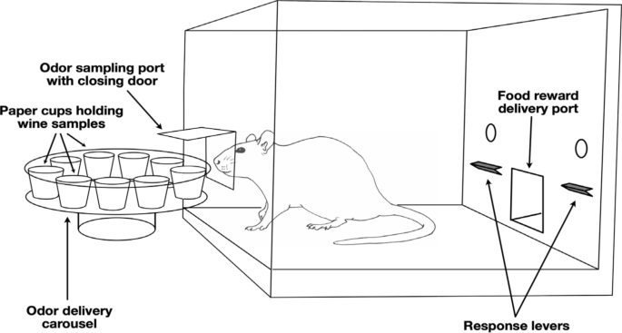 Rats can distinguish (and generalize) among two white wine varieties ...