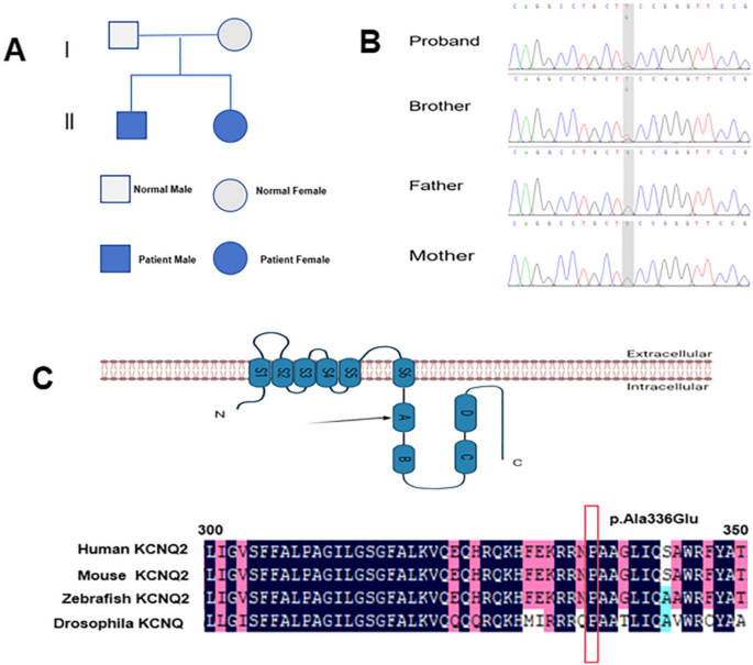 Novel KCNQ2 missense variant expands the genotype spectrum of DEE7 | Neurological Sciences