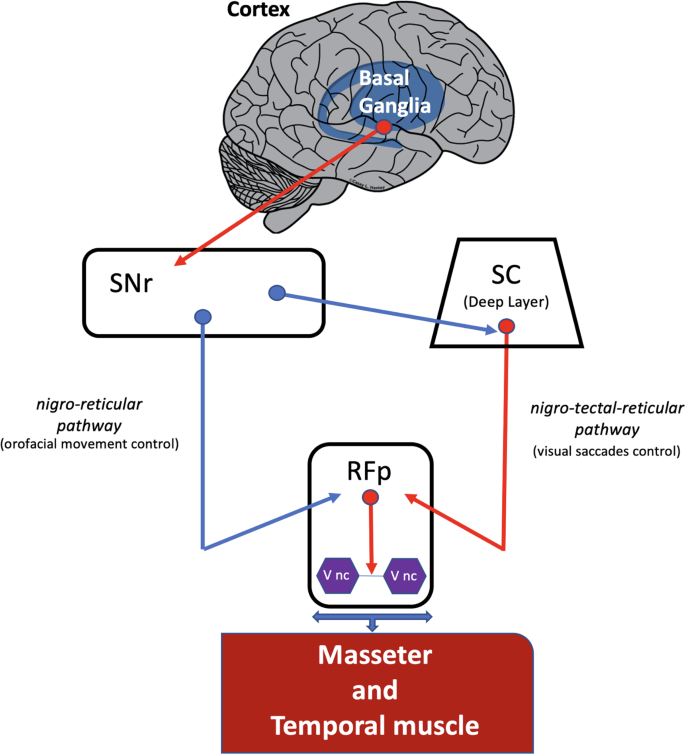 Oculomandibular synkinesia: an underestimated clinical sign ...