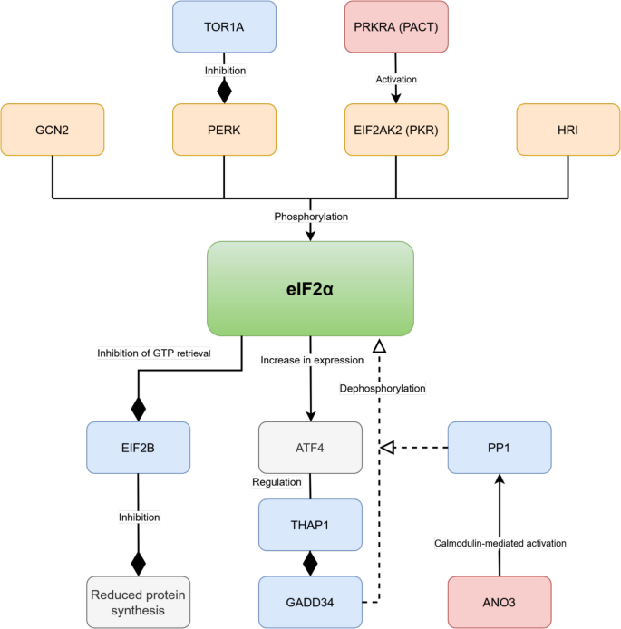 Generalized dystonia unraveled: Molecular mechanisms, diagnostic ...