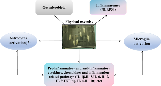 Physical exercise and inflammation in Parkinson’s disease: a review ...