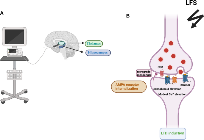 Bioelectric Modulation in Epilepsy: A Comparative Review of High ...