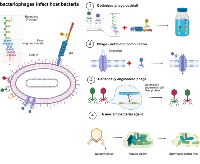 Understanding phage Receptor-binding protein interaction with host surface receptor: the key for ...