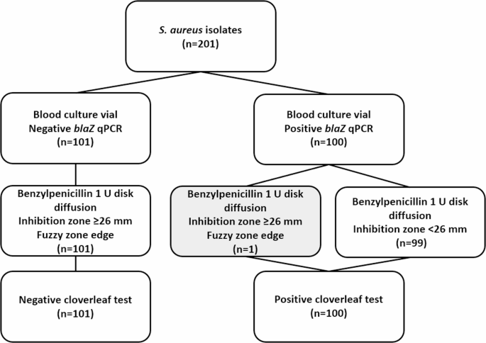 Staphylococcus aureus genotypic penicillin susceptibility using a blaZ ...